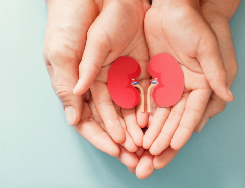 Kidney Screening Package | Yashoda Hospitals, Hitec City