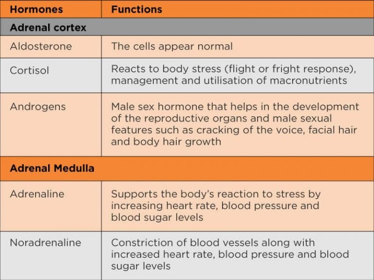 Adrenal Gland Disorders: Types, Causes, Symptoms, Diagnosis, Treatment ...