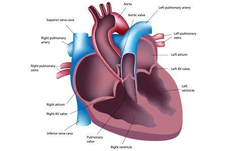 Heart Surgery: Types, Risks, Benefits, Recovery and Cost